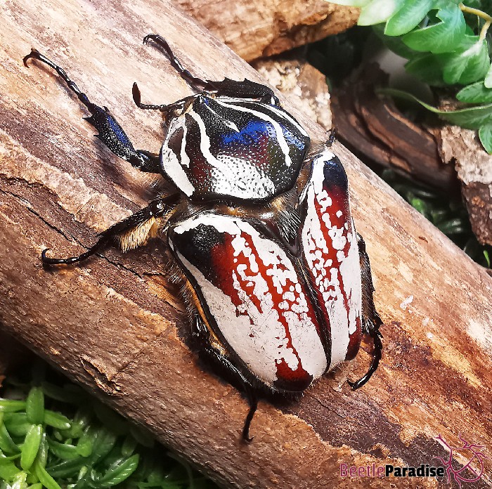 Goliathus goliatus var. albatus
